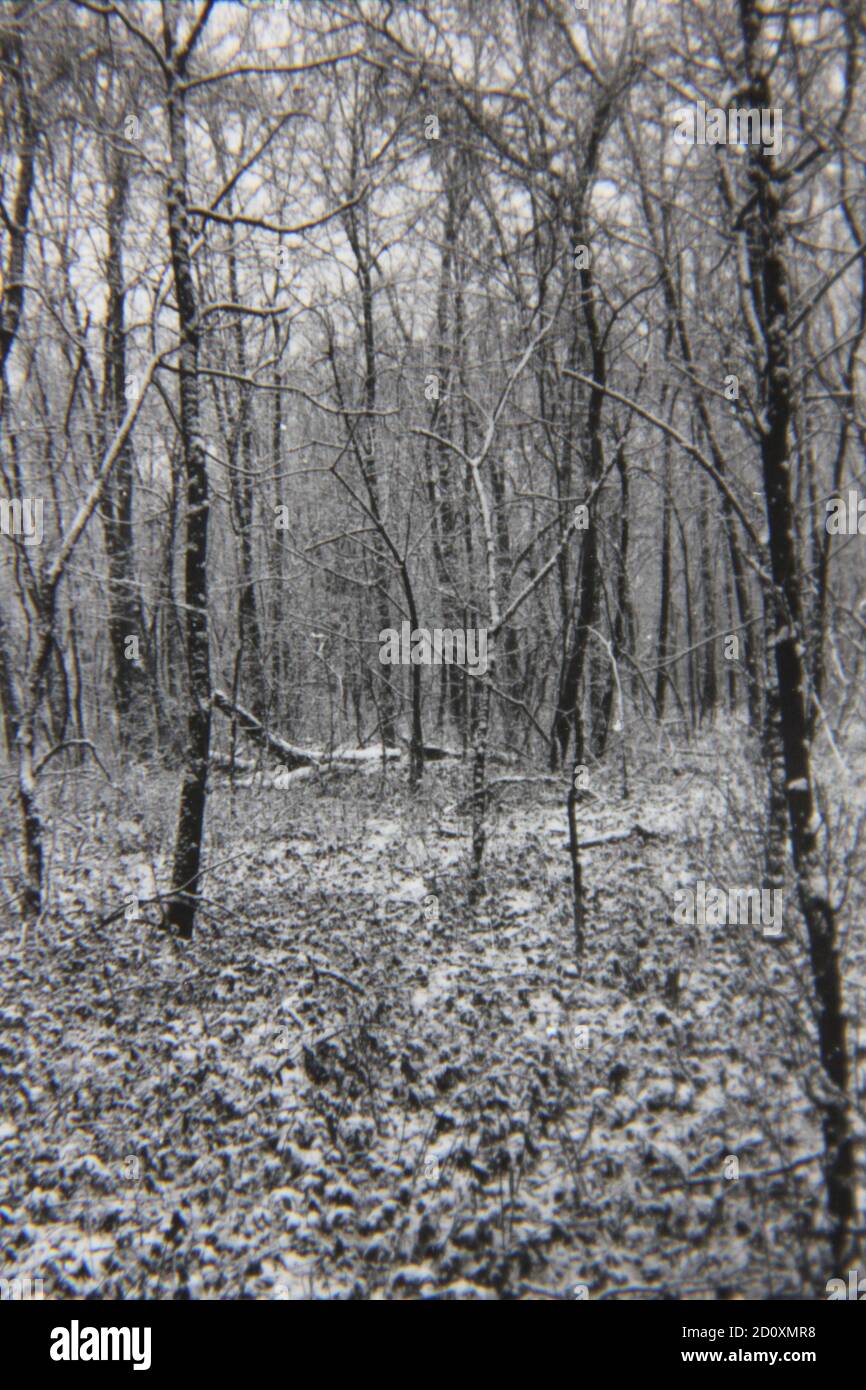Fine 1970s vintage black and white photography of a wildwoods forest ...