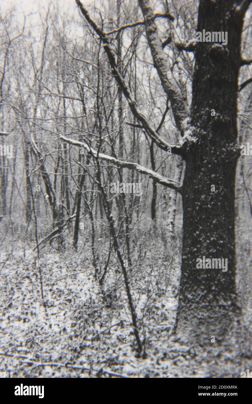 Fine 1970s vintage black and white photography of a wildwoods forest ...