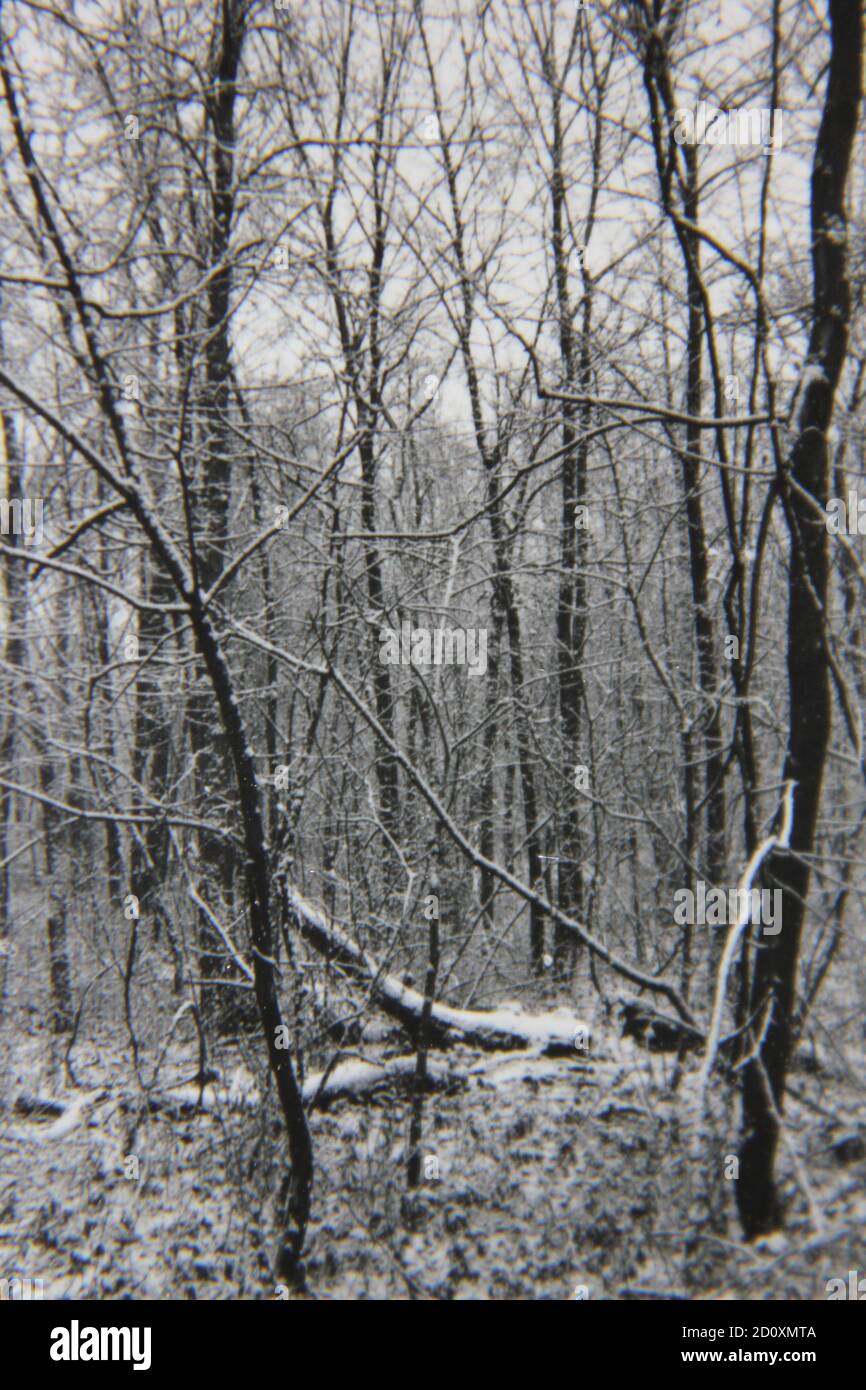 Fine 1970s vintage black and white photography of a wildwoods forest ...
