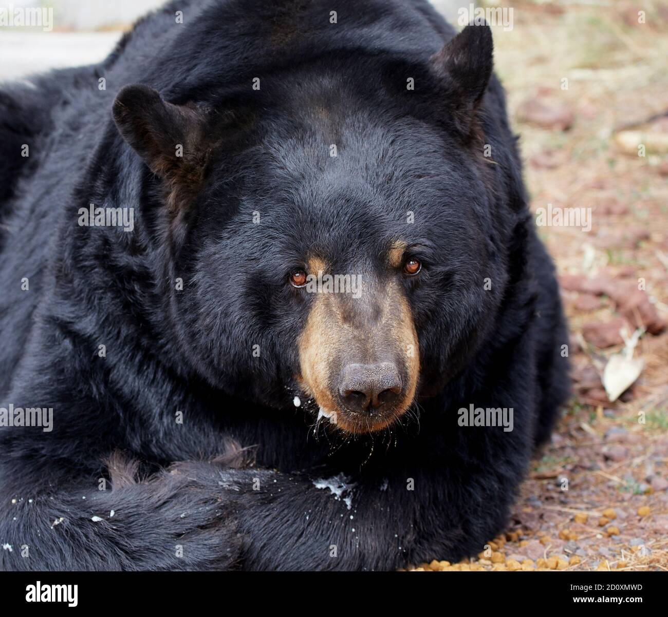 Close up of a Black bear laying down eating a carrot and kibbles at a ...