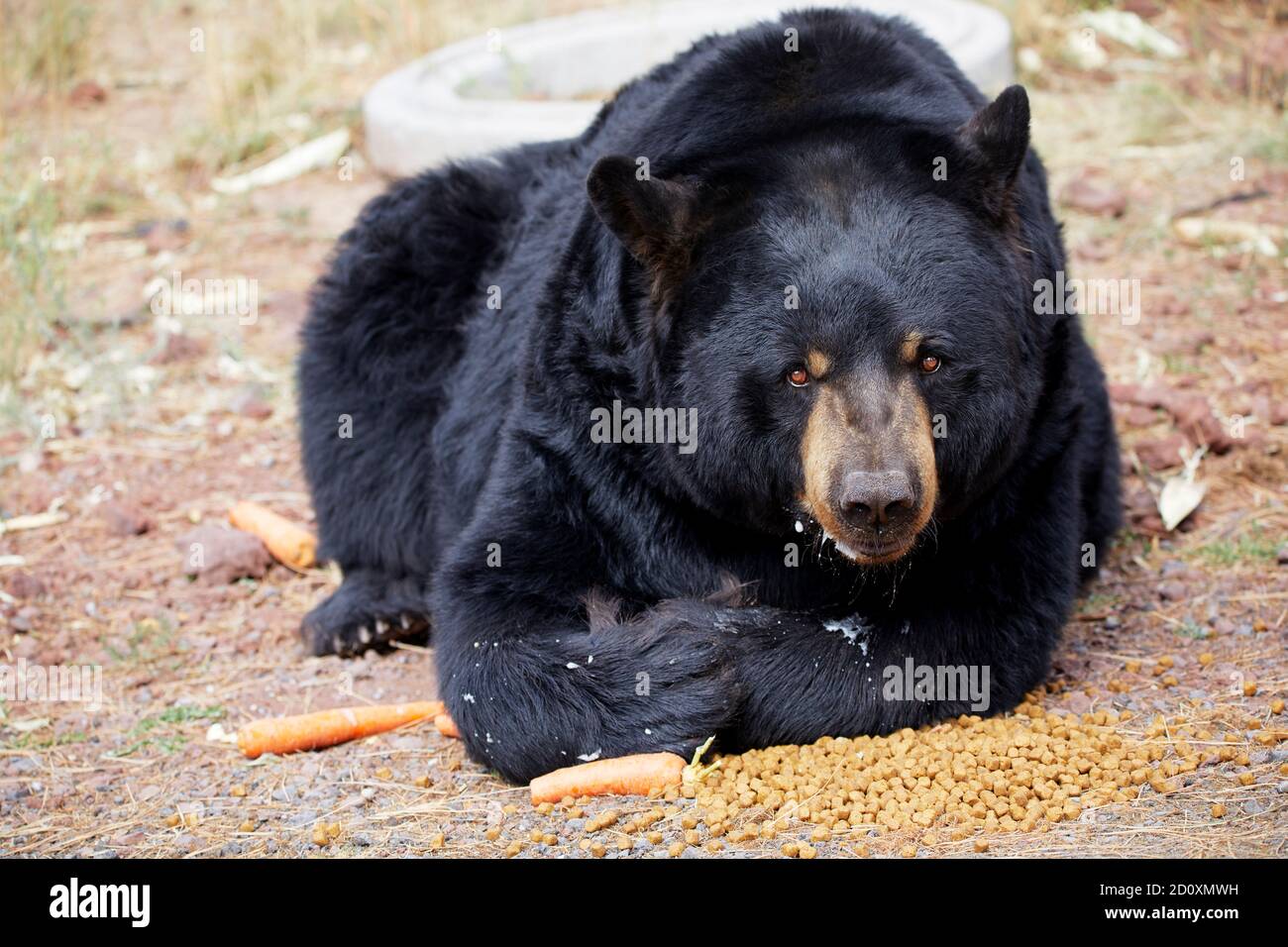 Bear laying down hi-res stock photography and images - Alamy