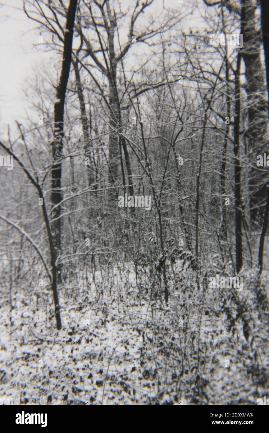Fine 1970s vintage black and white photography of a wildwoods forest ...