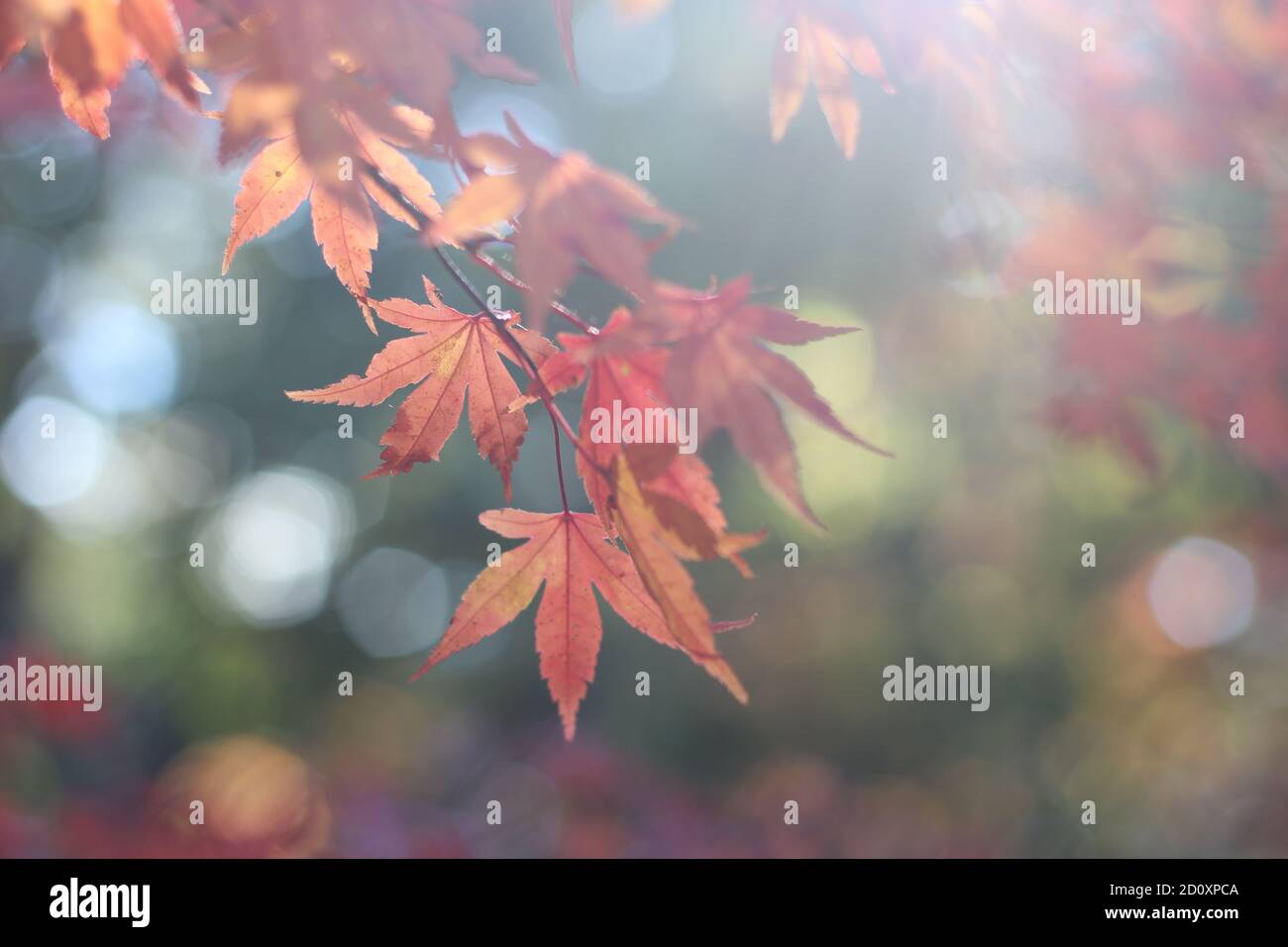 Red Maple Leaf Wallpaper