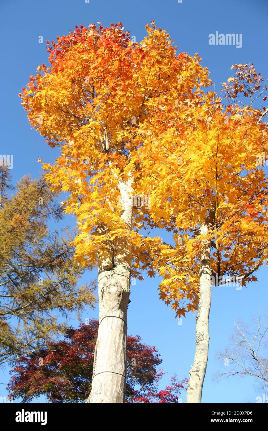 Beautiful landscape of two maple trees with golden yellow leaves ...
