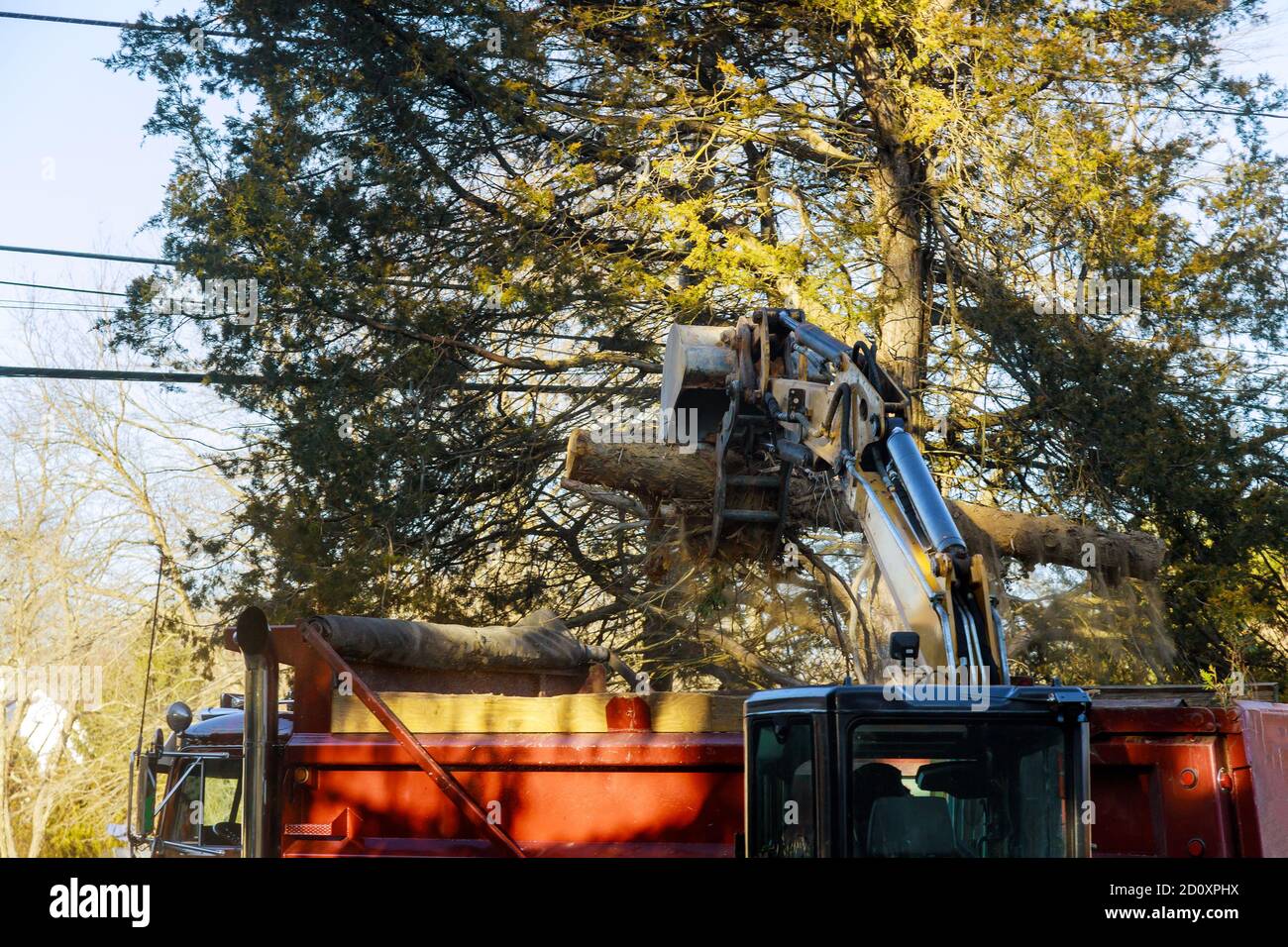 Loading onto a truck old sawn trees are being removed in cities Stock ...