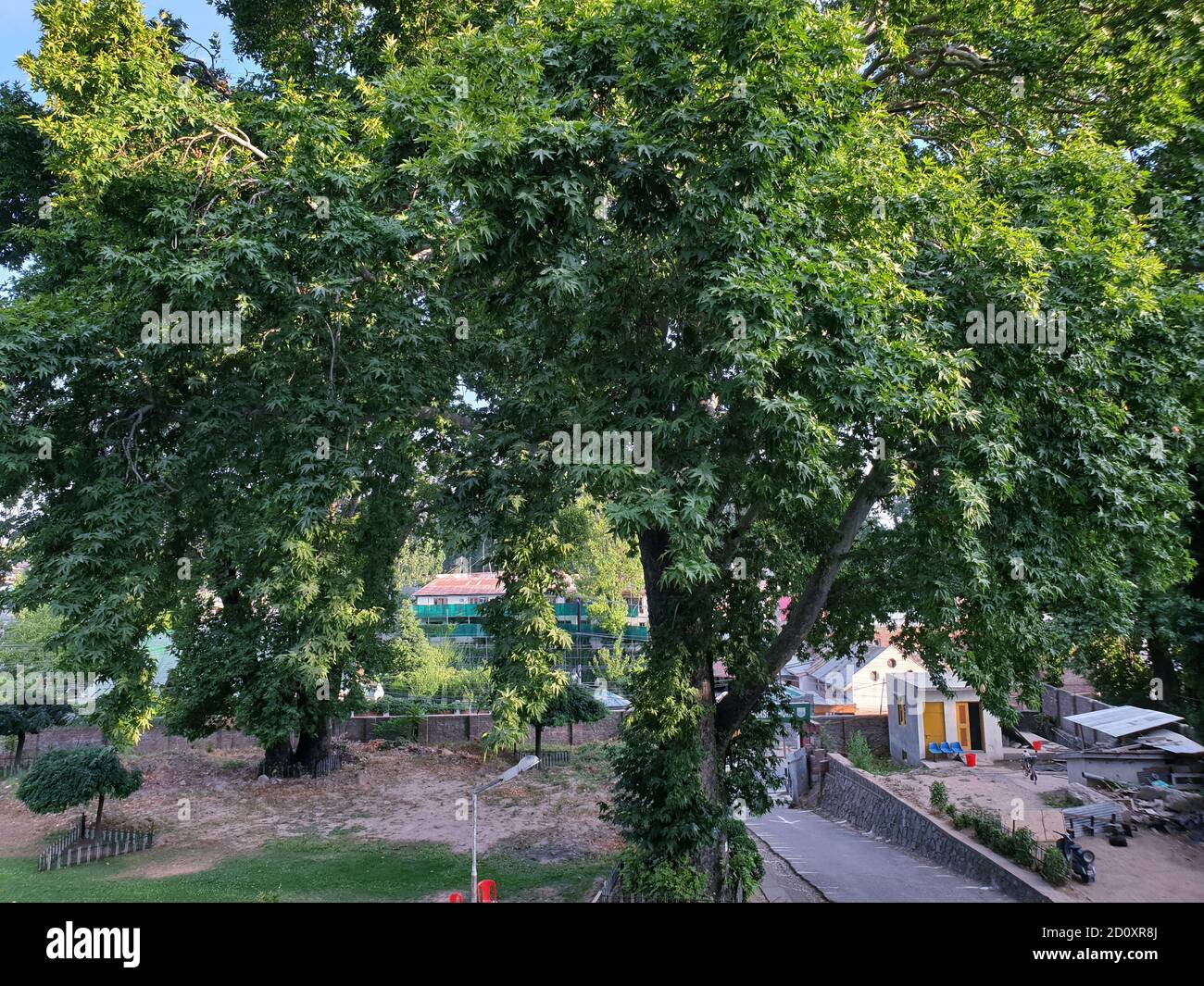 Paddy fields golden yellow and green. landscape nature huge beautiful ...