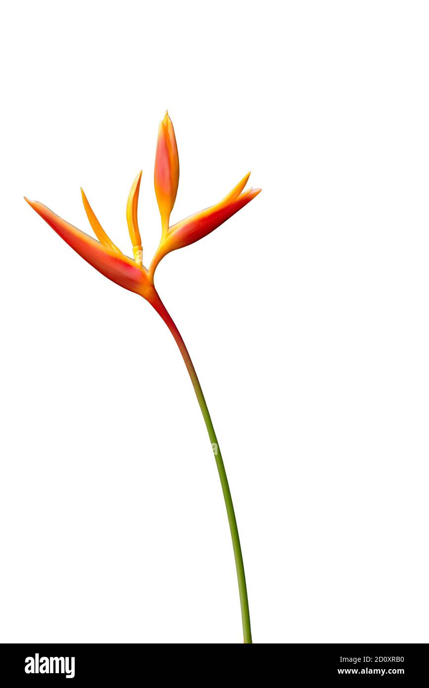 Hawaii bird colorful Cut Out Stock Images & Pictures - Alamy