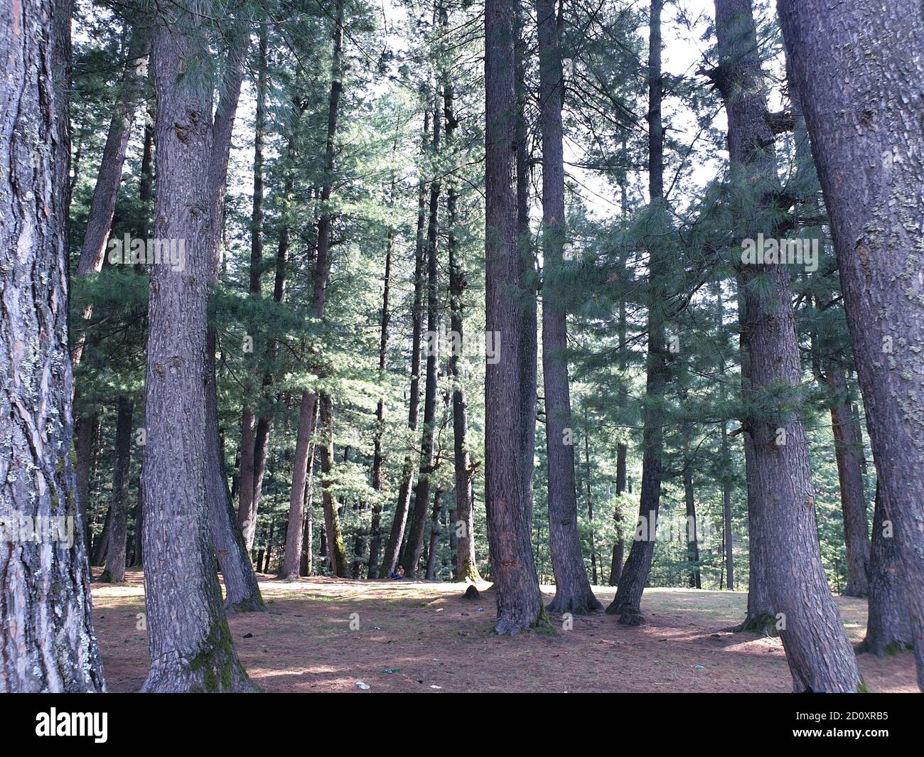 Paddy fields golden yellow and green. landscape nature huge beautiful ...
