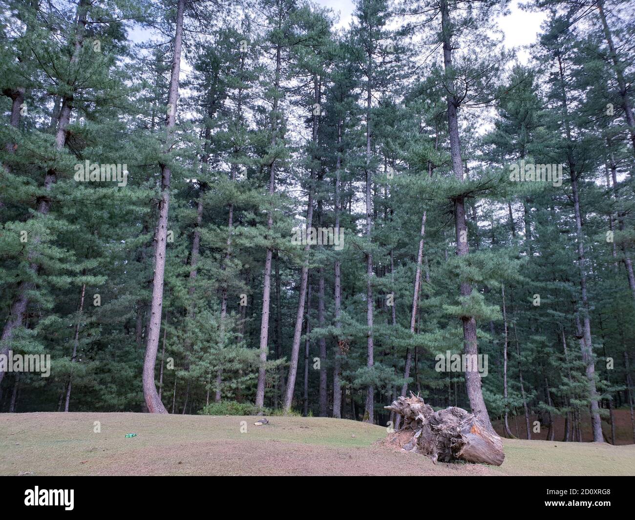 Paddy fields golden yellow and green. landscape nature huge beautiful ...
