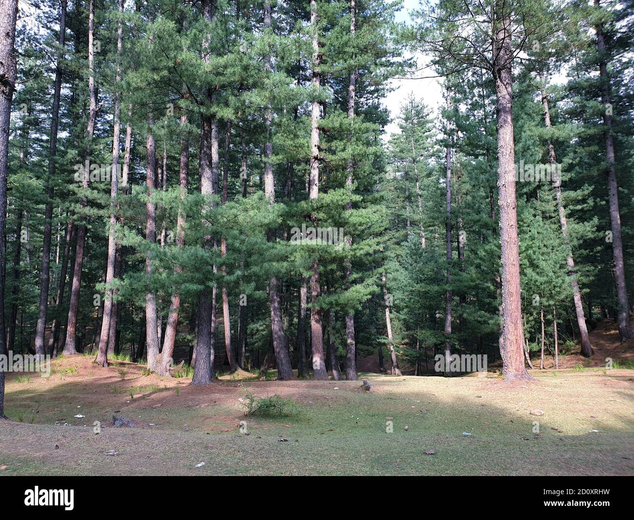 Paddy fields golden yellow and green. landscape nature huge beautiful ...