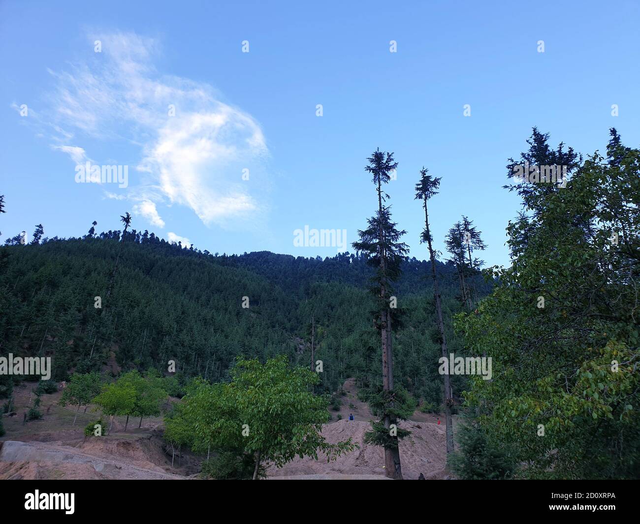 Paddy fields golden yellow and green. landscape nature huge beautiful ...
