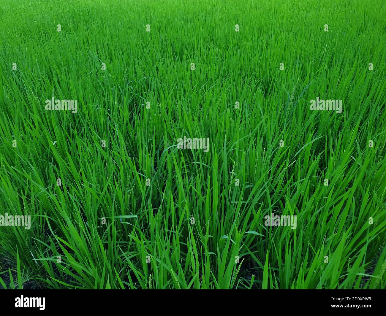 Paddy fields golden yellow and green. landscape nature huge beautiful ...
