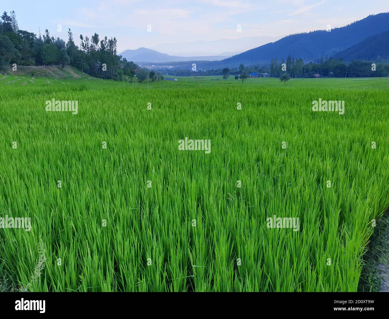 Paddy fields golden yellow and green. landscape nature huge beautiful ...