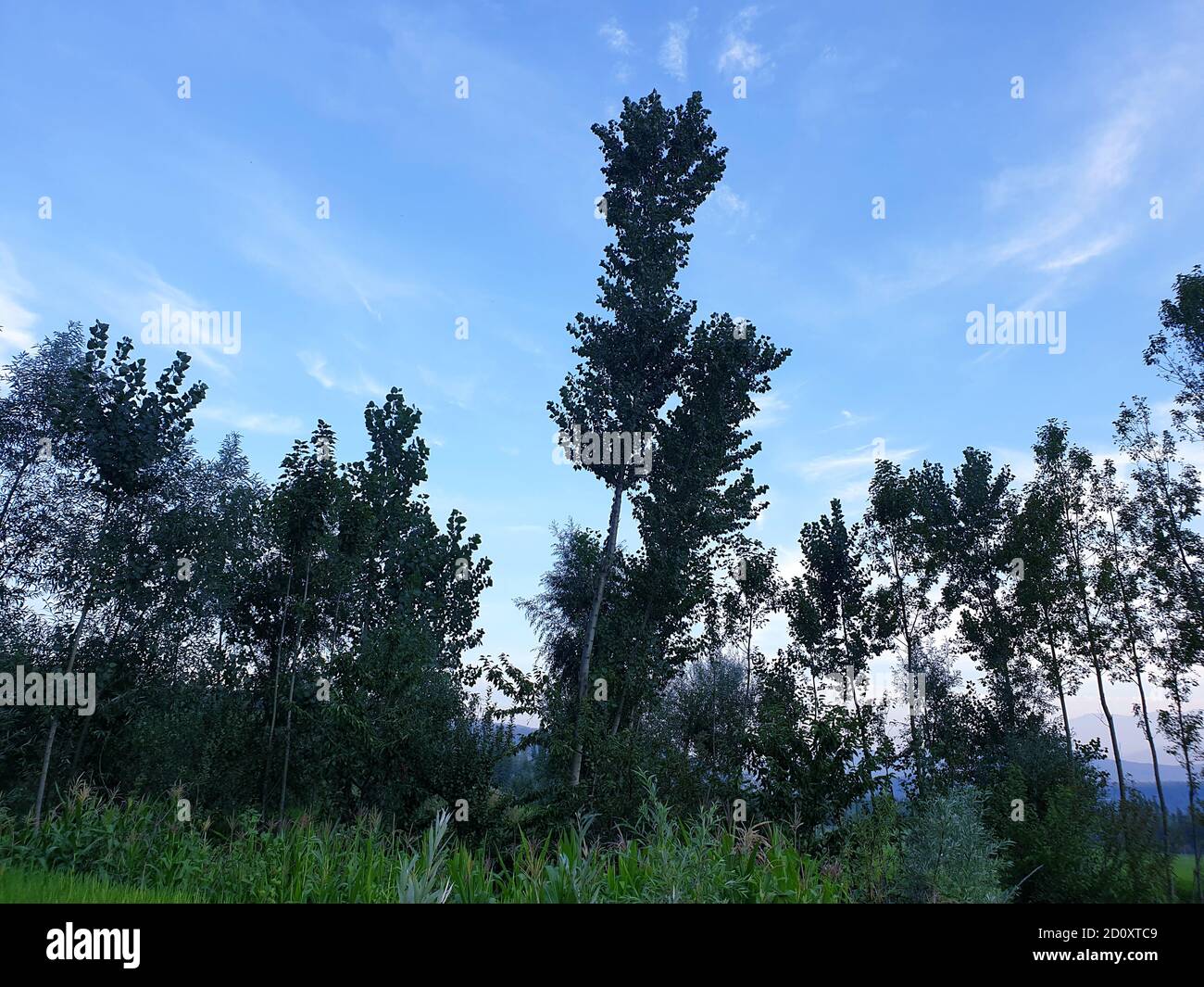 Paddy fields golden yellow and green. landscape nature huge beautiful ...