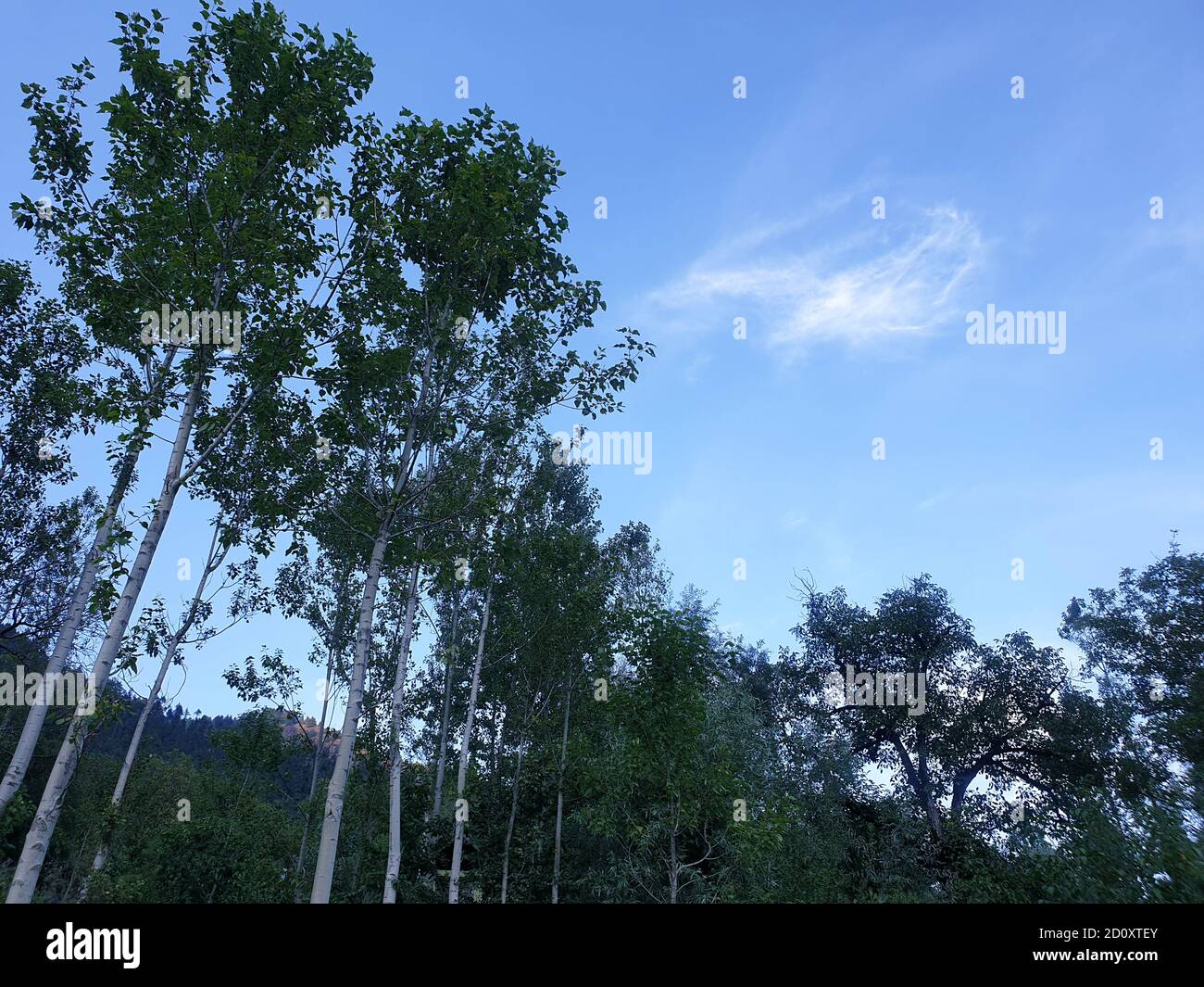 Paddy fields golden yellow and green. landscape nature huge beautiful ...