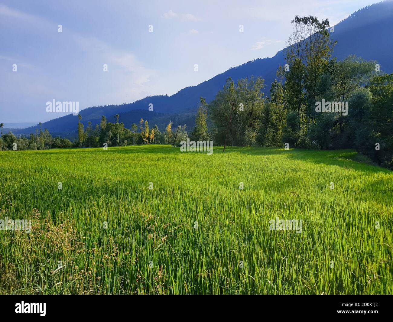 Paddy fields golden yellow and green. landscape nature huge beautiful ...