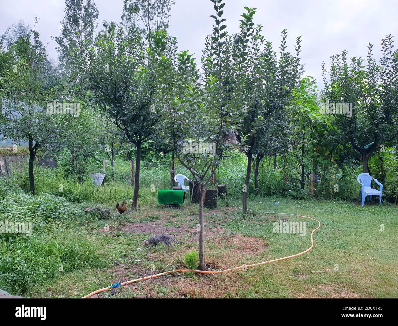 Paddy fields golden yellow and green. landscape nature huge beautiful ...