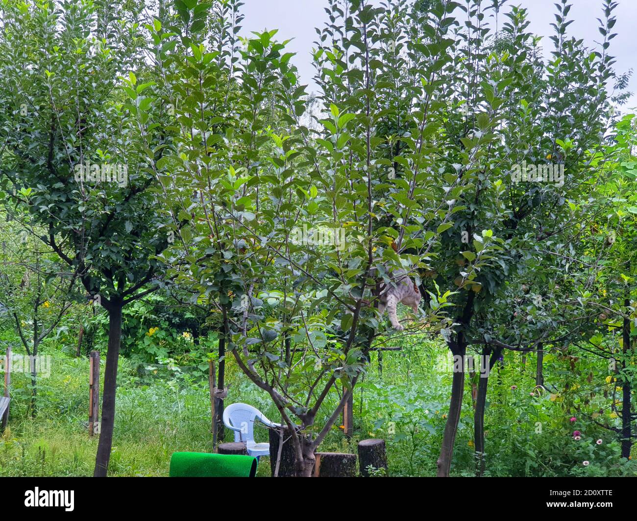 Paddy fields golden yellow and green. landscape nature huge beautiful ...