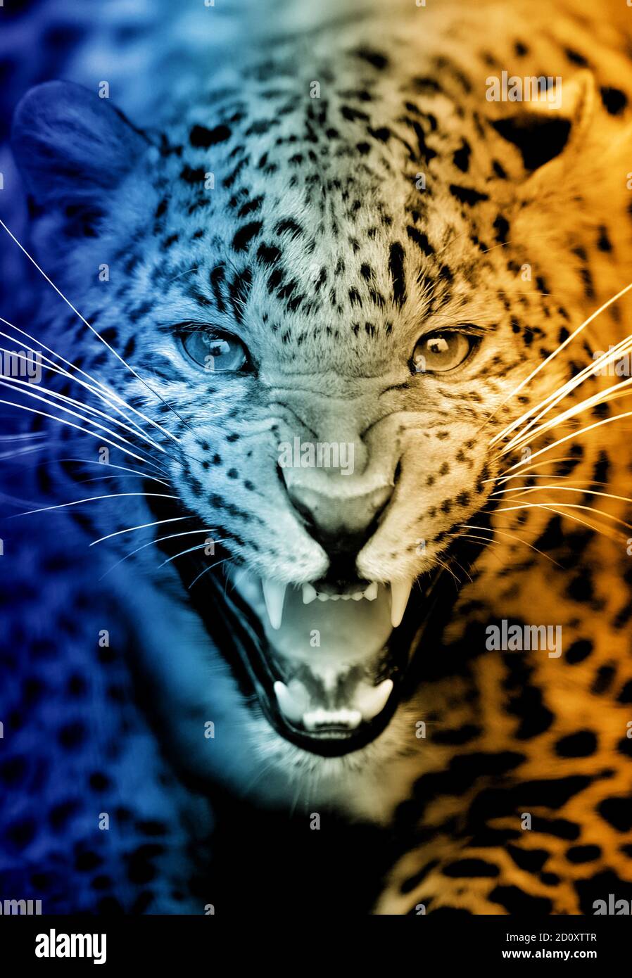 Blue leopard background hi-res stock photography and images - Alamy