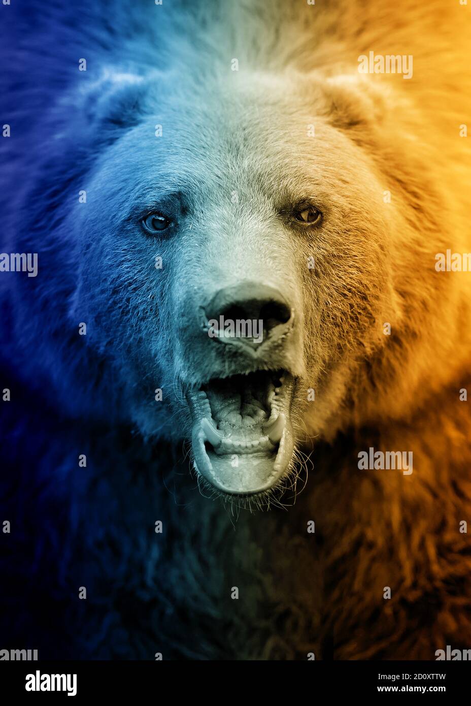 Close up portrait of bear in a hot and cold shade Stock Photo - Alamy