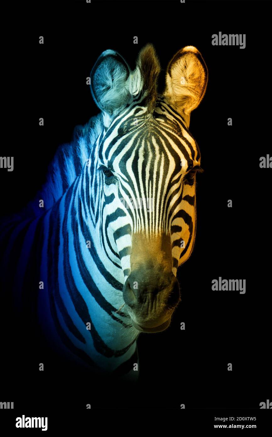 Close up portrait of zebra in a hot and cold shade Stock Photo - Alamy