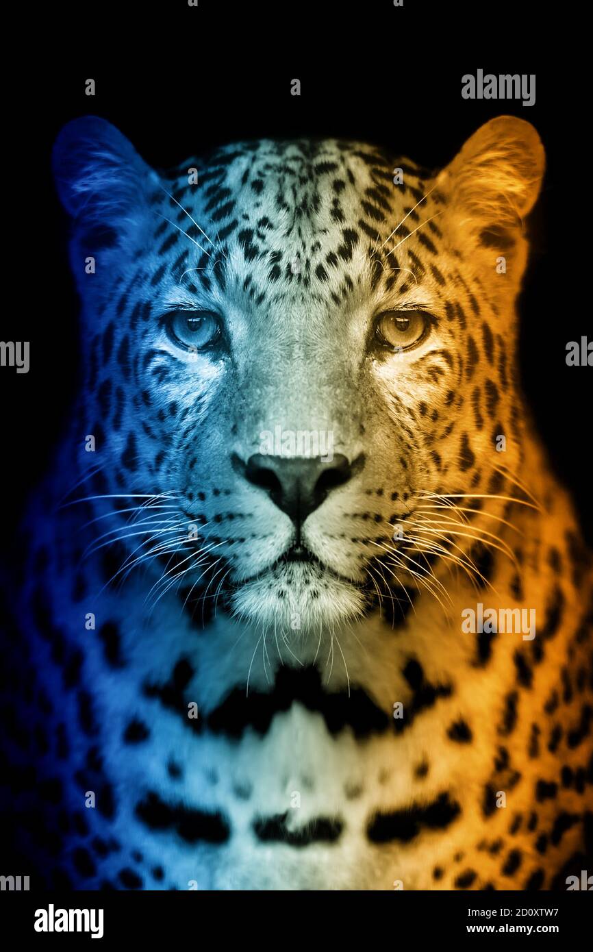 Close up portrait of leopard in a hot and cold shade Stock Photo - Alamy