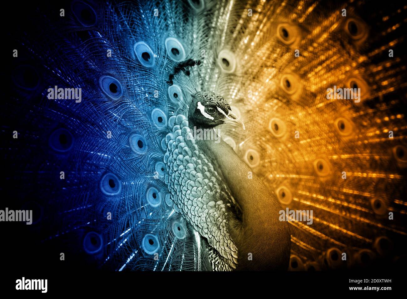 Peacock shade hi-res stock photography and images - Alamy