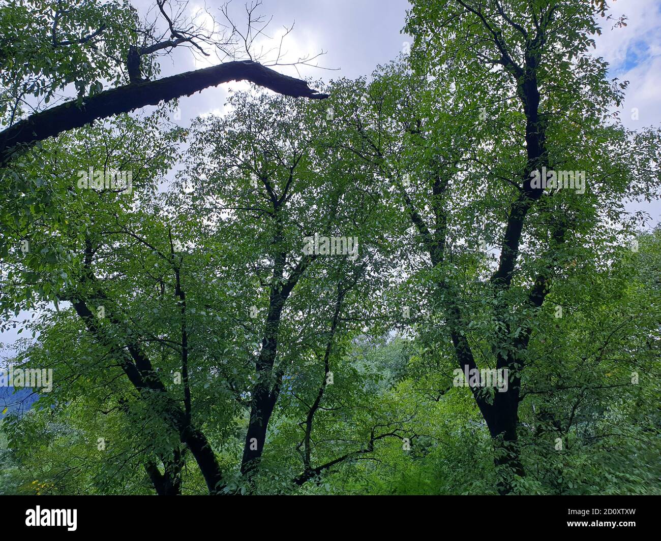 Paddy fields golden yellow and green. landscape nature huge beautiful ...