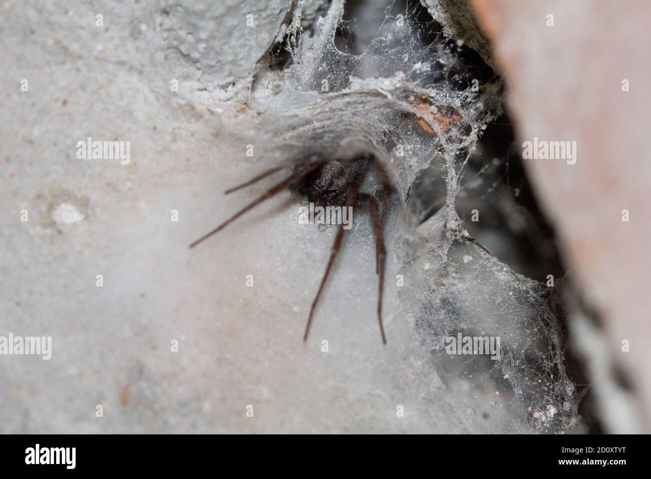 Domestic house spider inside a warehouse (Tegenaria domestica Stock ...