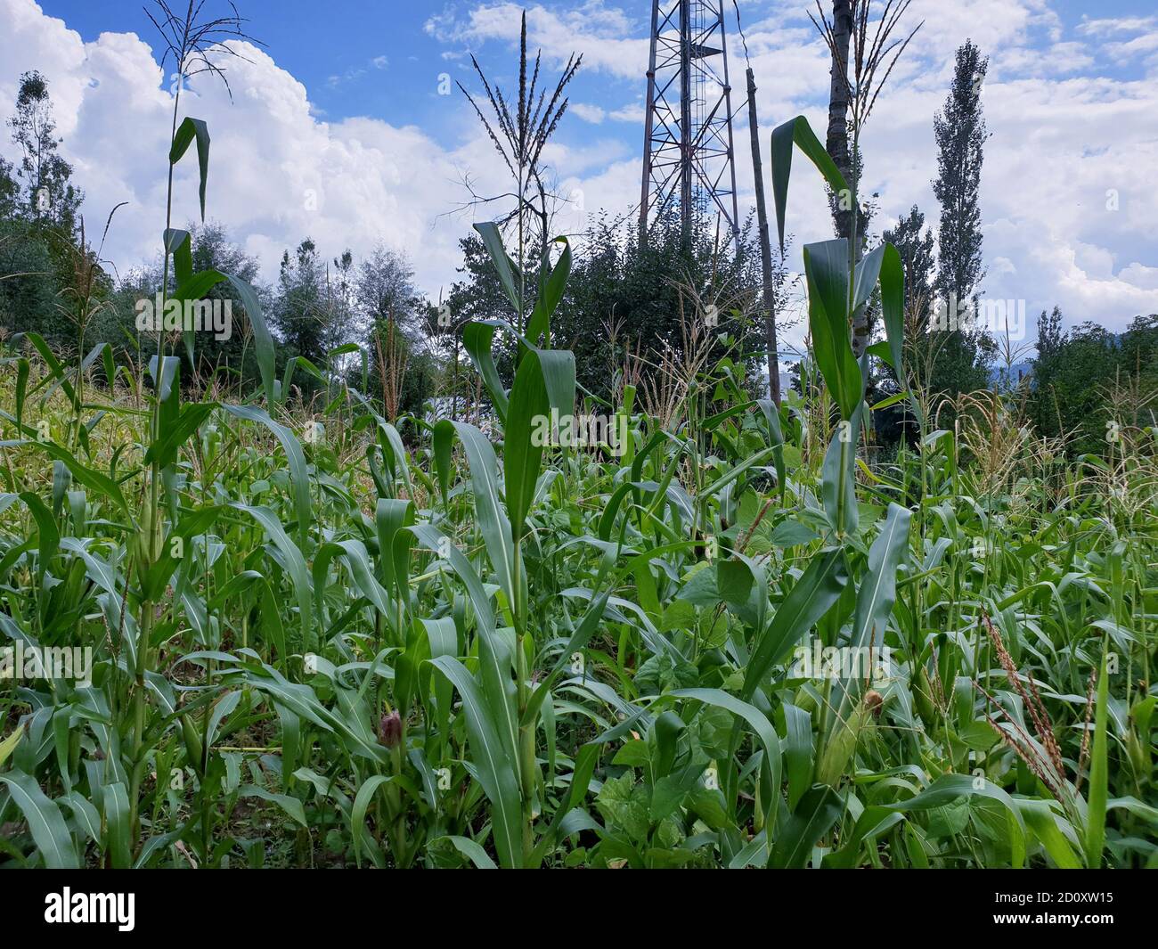 Paddy fields golden yellow and green. landscape nature huge beautiful ...