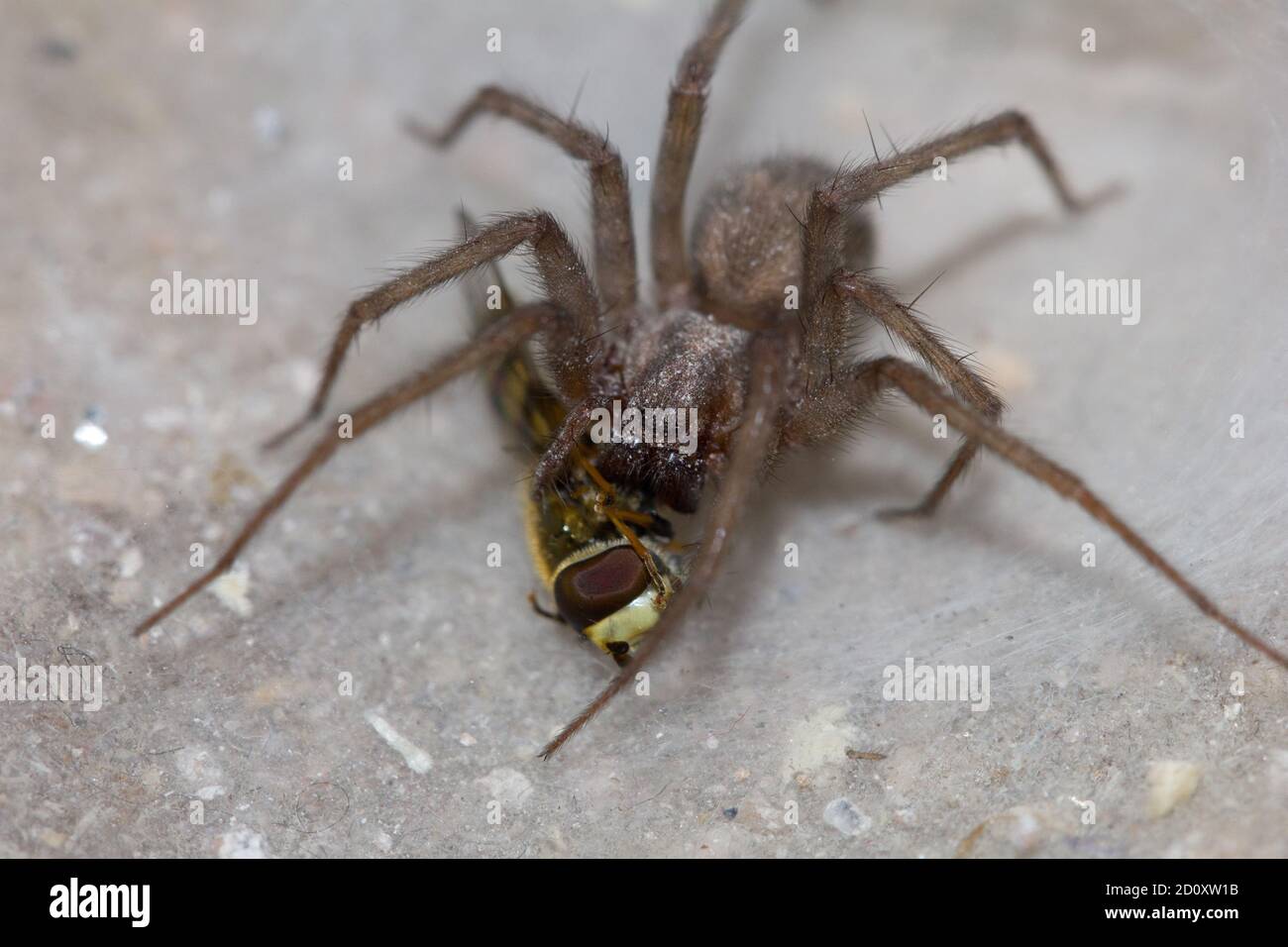 Domestic house spider inside a warehouse (Tegenaria domestica Stock ...