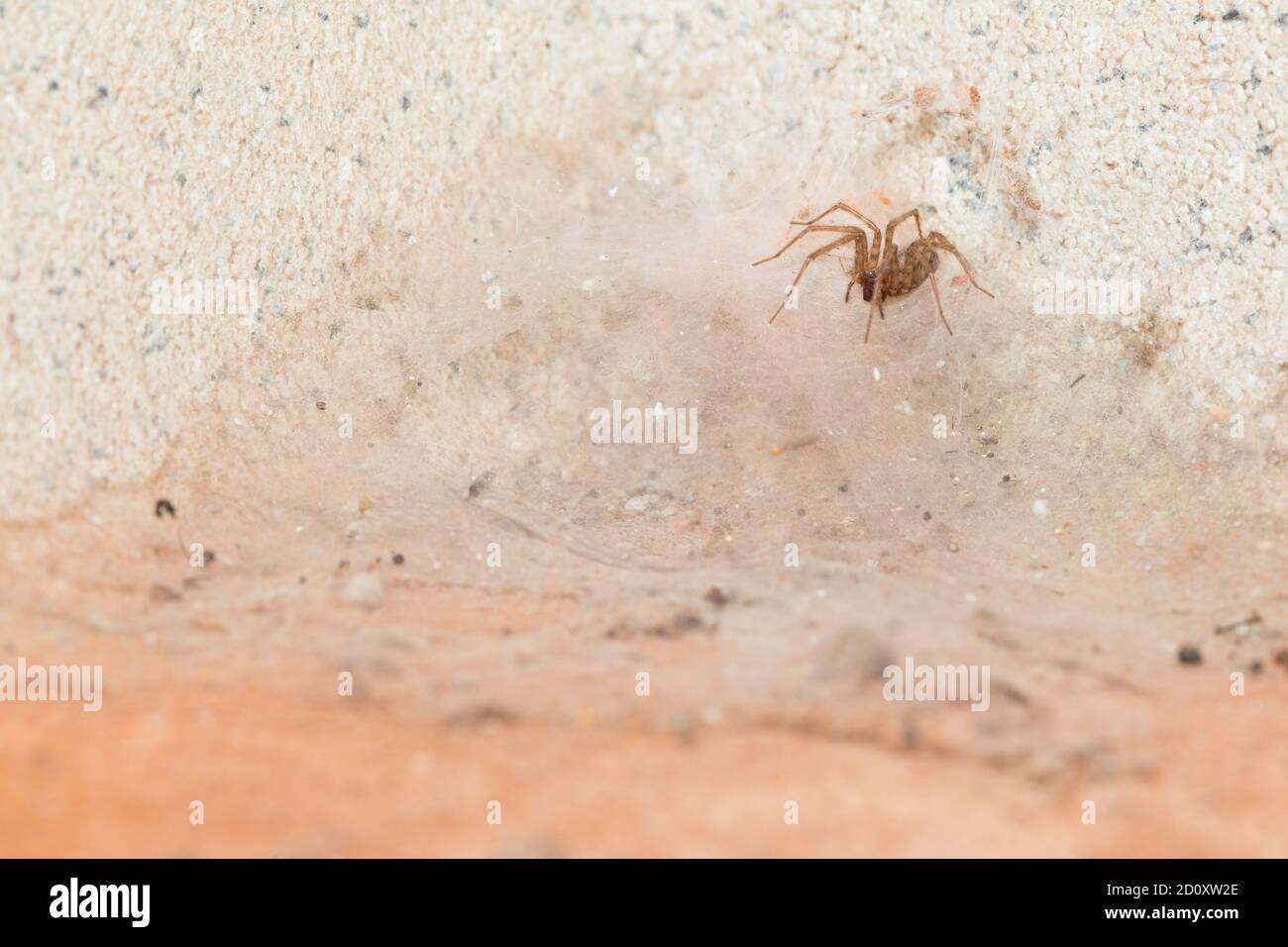 Domestic house spider inside a warehouse (Tegenaria domestica Stock ...