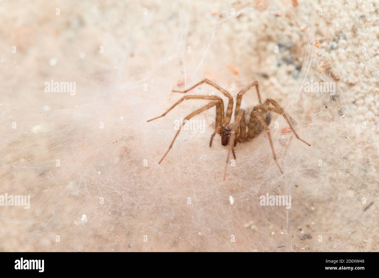 Domestic house spider inside a warehouse (Tegenaria domestica Stock ...