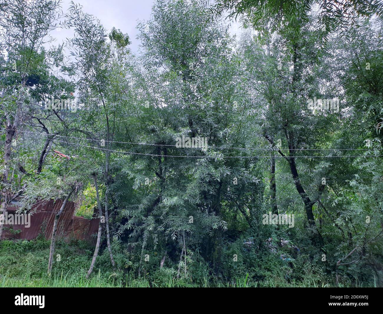Paddy fields golden yellow and green. landscape nature huge beautiful ...