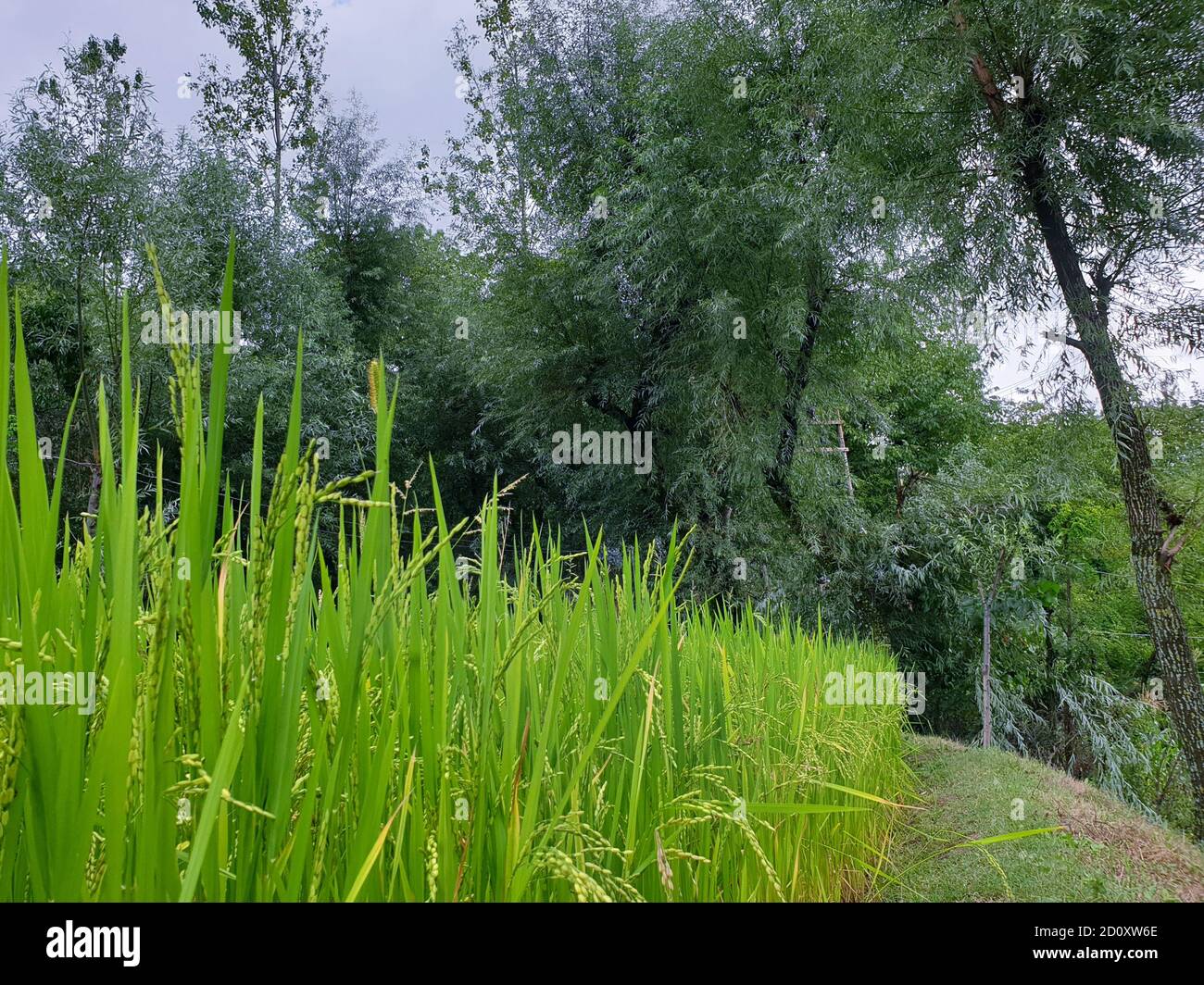 Paddy fields golden yellow and green. landscape nature huge beautiful ...