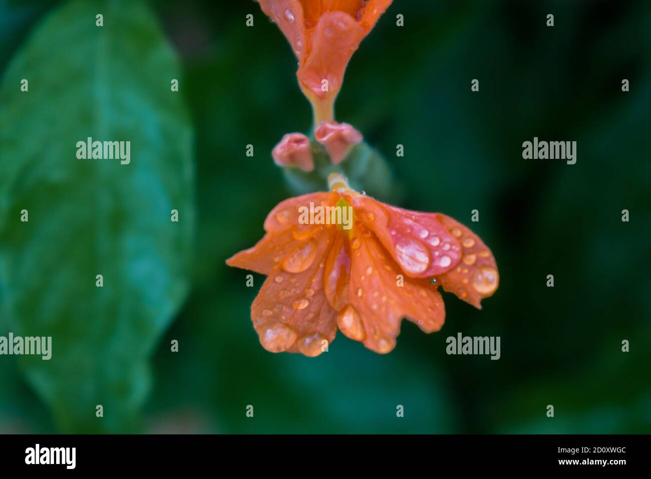 Beautiful crossandra flower background hi-res stock photography and ...