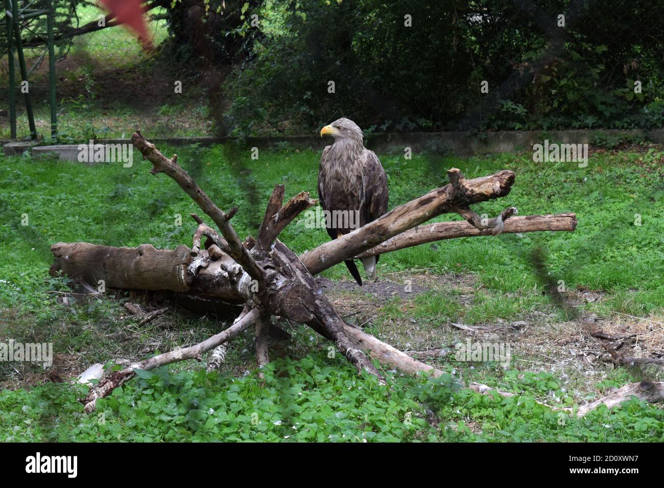 White-tailed eagle in a zoo Stock Photo - Alamy