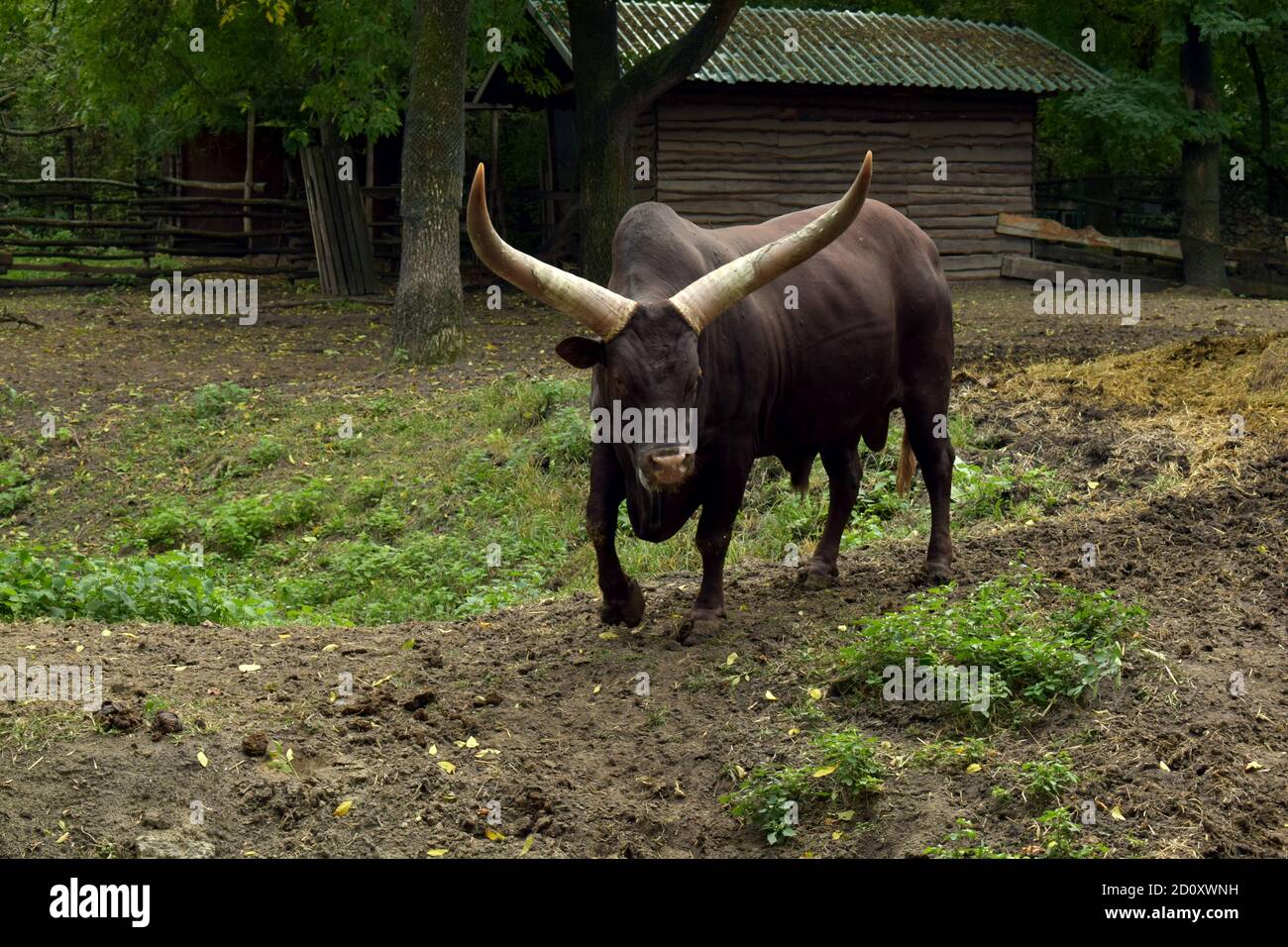 Water buffalo Bubalus arnee in zoo Stock Photo - Alamy