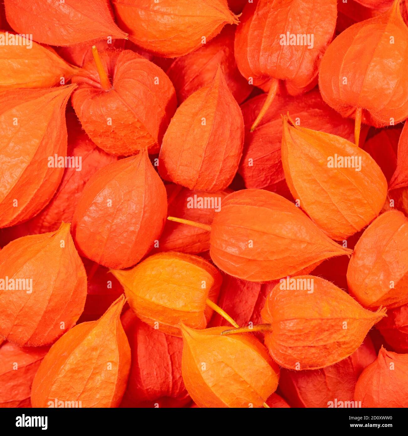 Fruits of lampion flower, Physalis alkekengi Stock Photo - Alamy