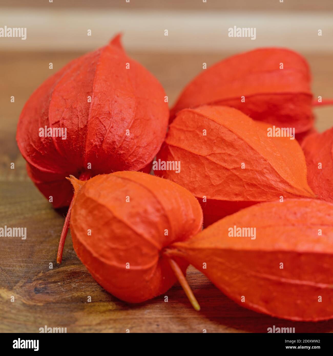 Fruits of lampion flower, Physalis alkekengi Stock Photo - Alamy