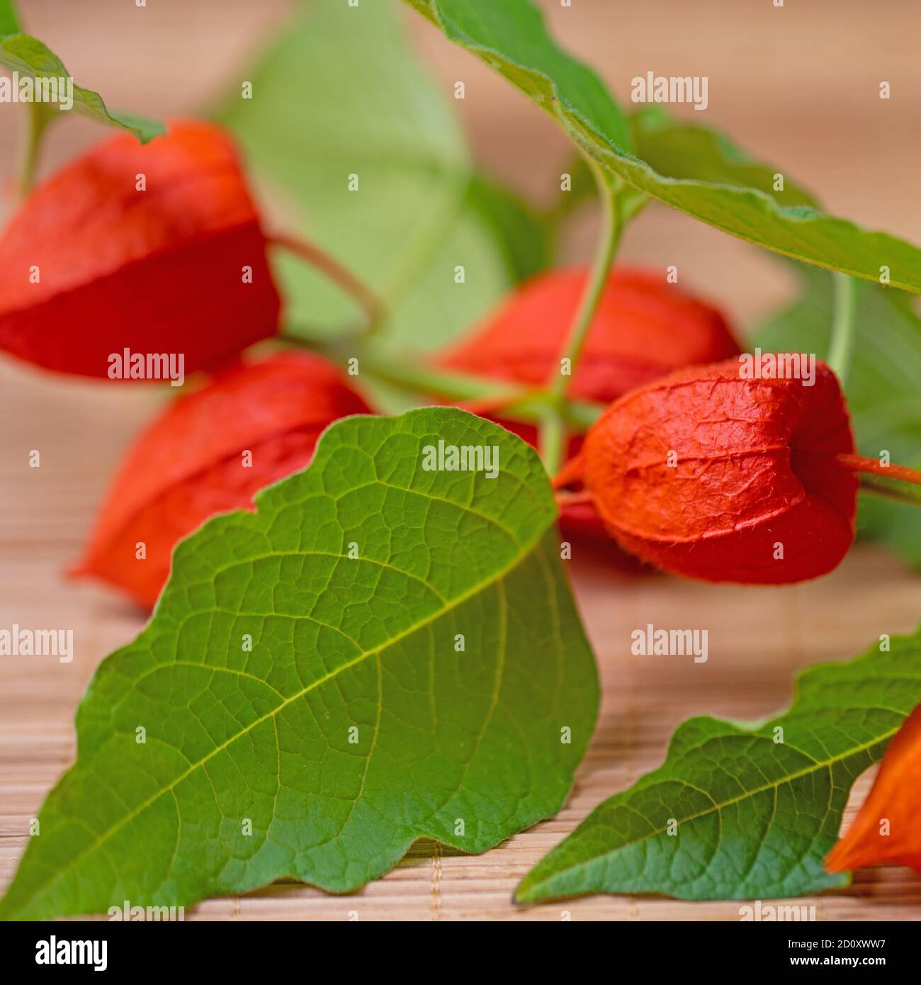 Fruits of lampion flower, Physalis alkekengi Stock Photo - Alamy