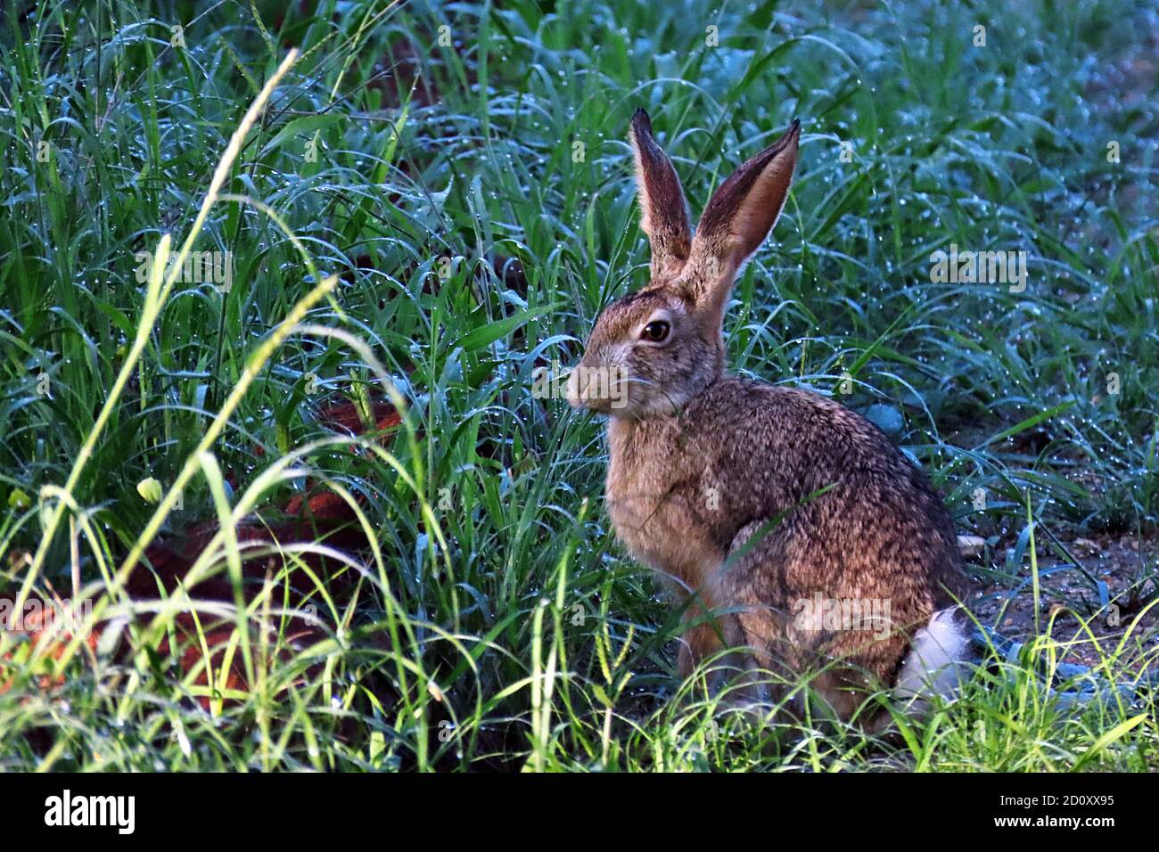 A South African Scrub Hare (Lepus saxatilis) in the early morning grass ...