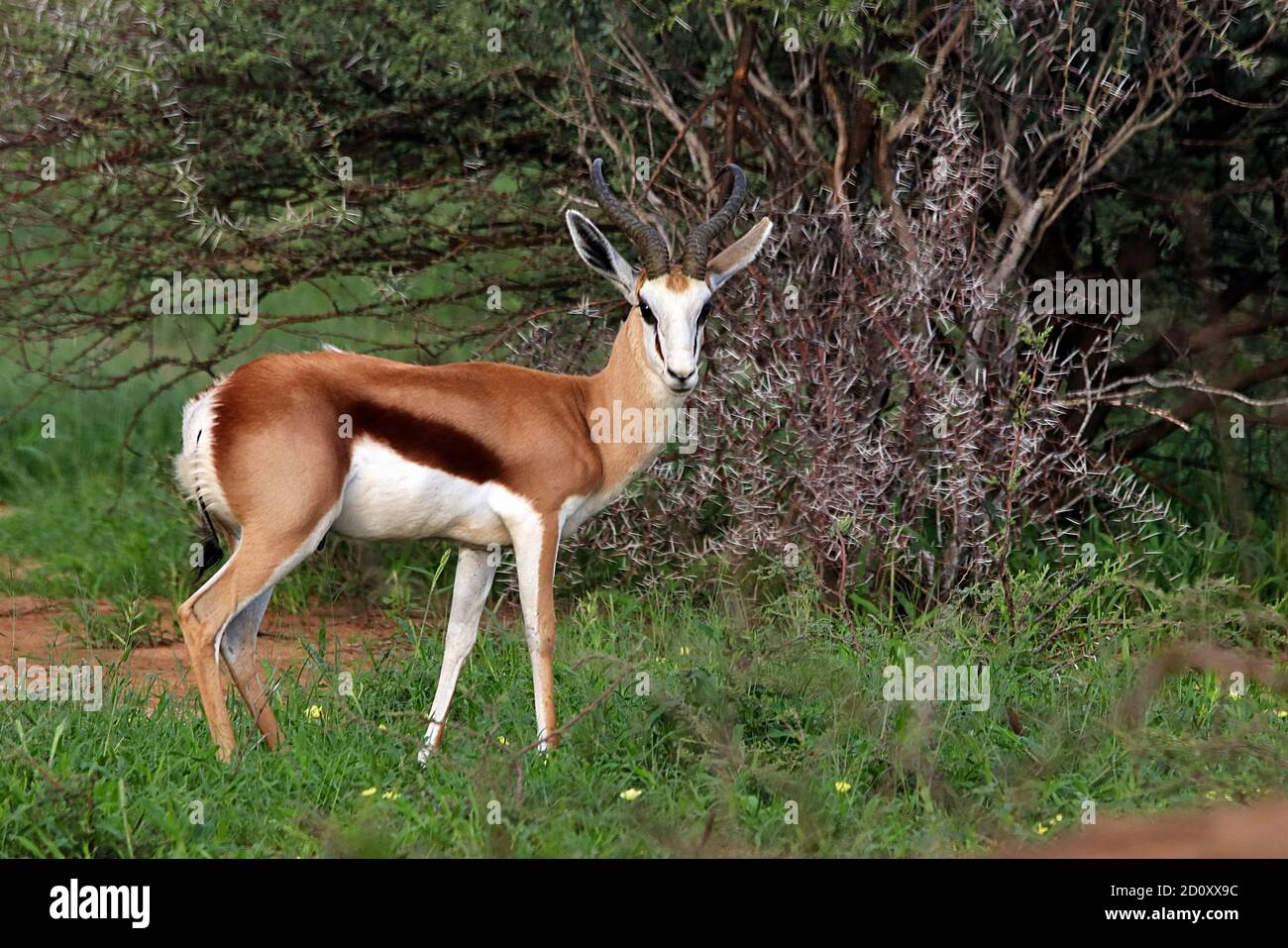 A Springbok (Antidorcas marsupialis) in the bush during the wet season ...