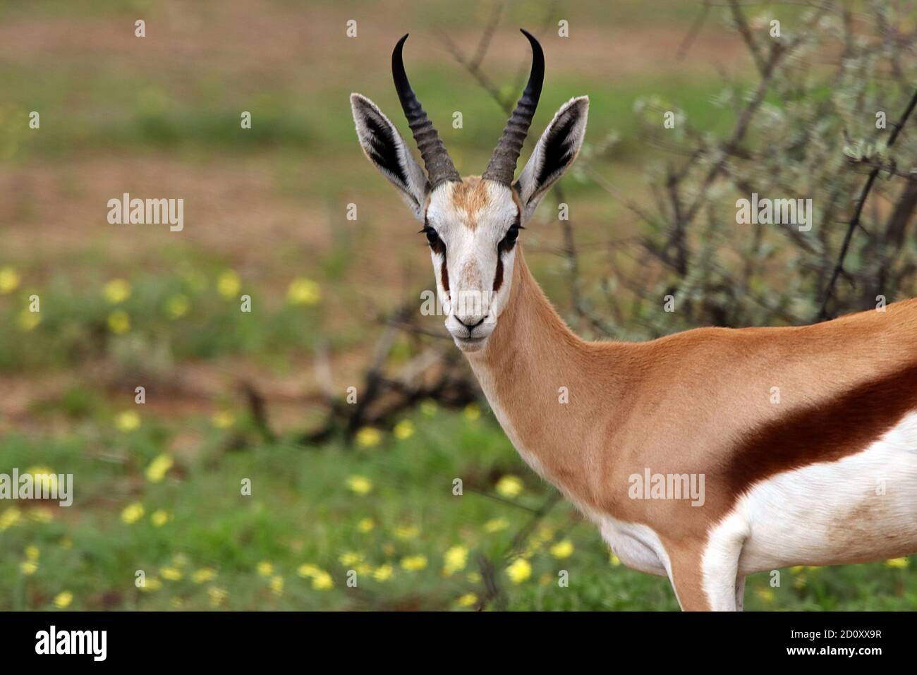 A Springbok (Antidorcas marsupialis) in the bush during the wet season ...