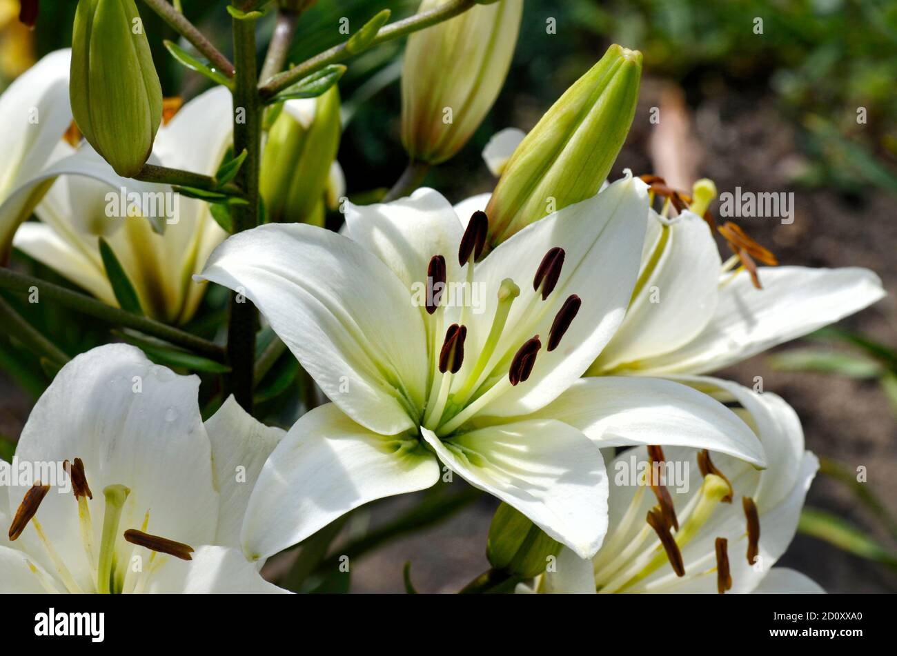 Flower of madonna lily close up Stock Photo - Alamy