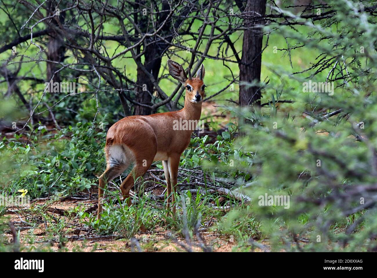 A Steenbok (Raphicerus campestris) looking at the camera during the wet ...