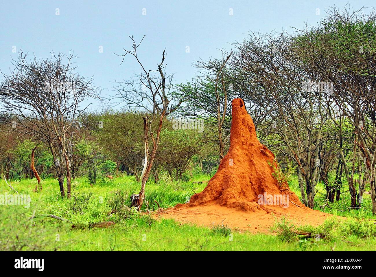 A Termite Mound at the Erindi Game Reserve, near Omaruru, Erongo ...