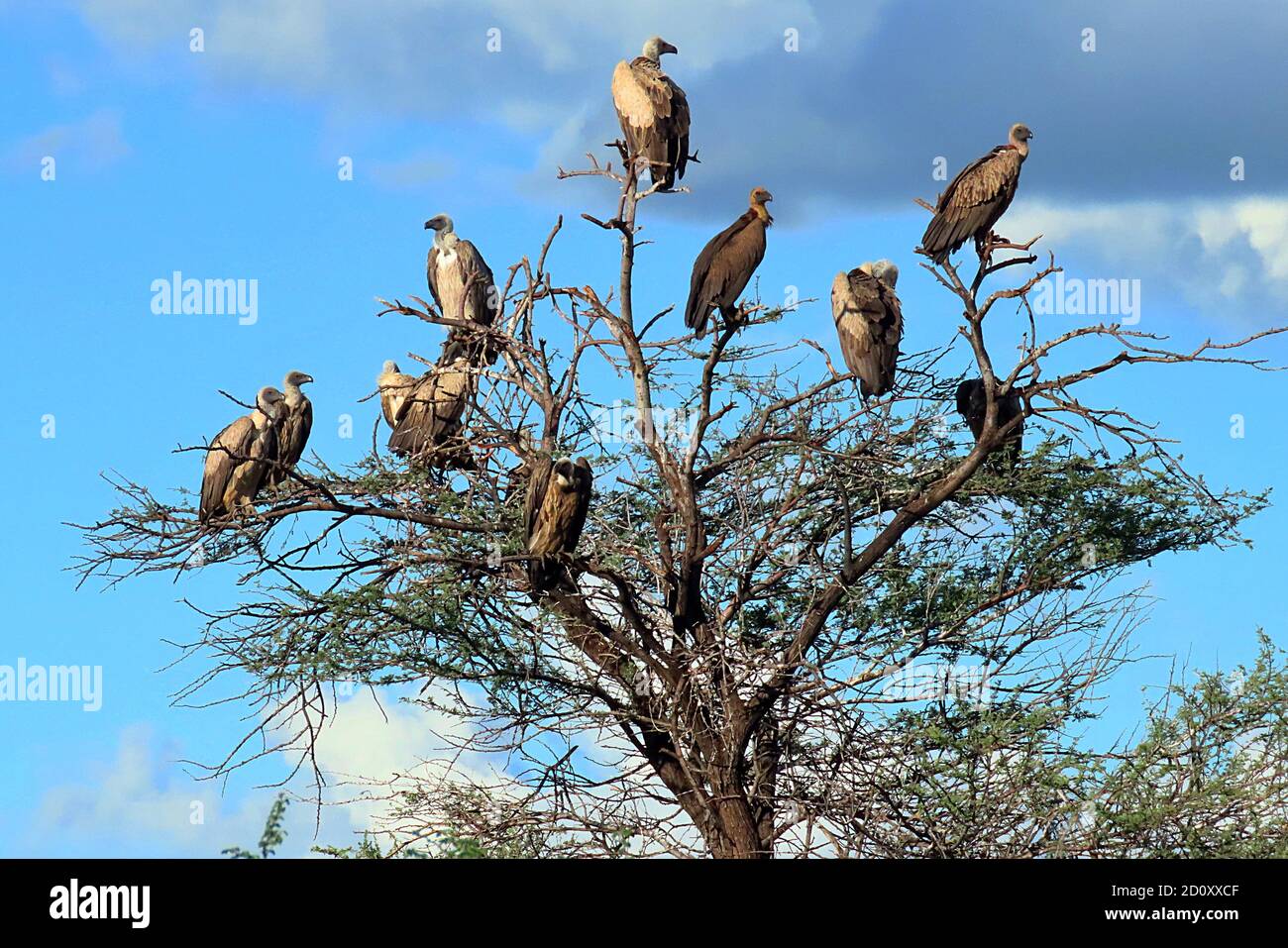 A flock of White backed vultures (Gyps africanus) in a thorn tree ...