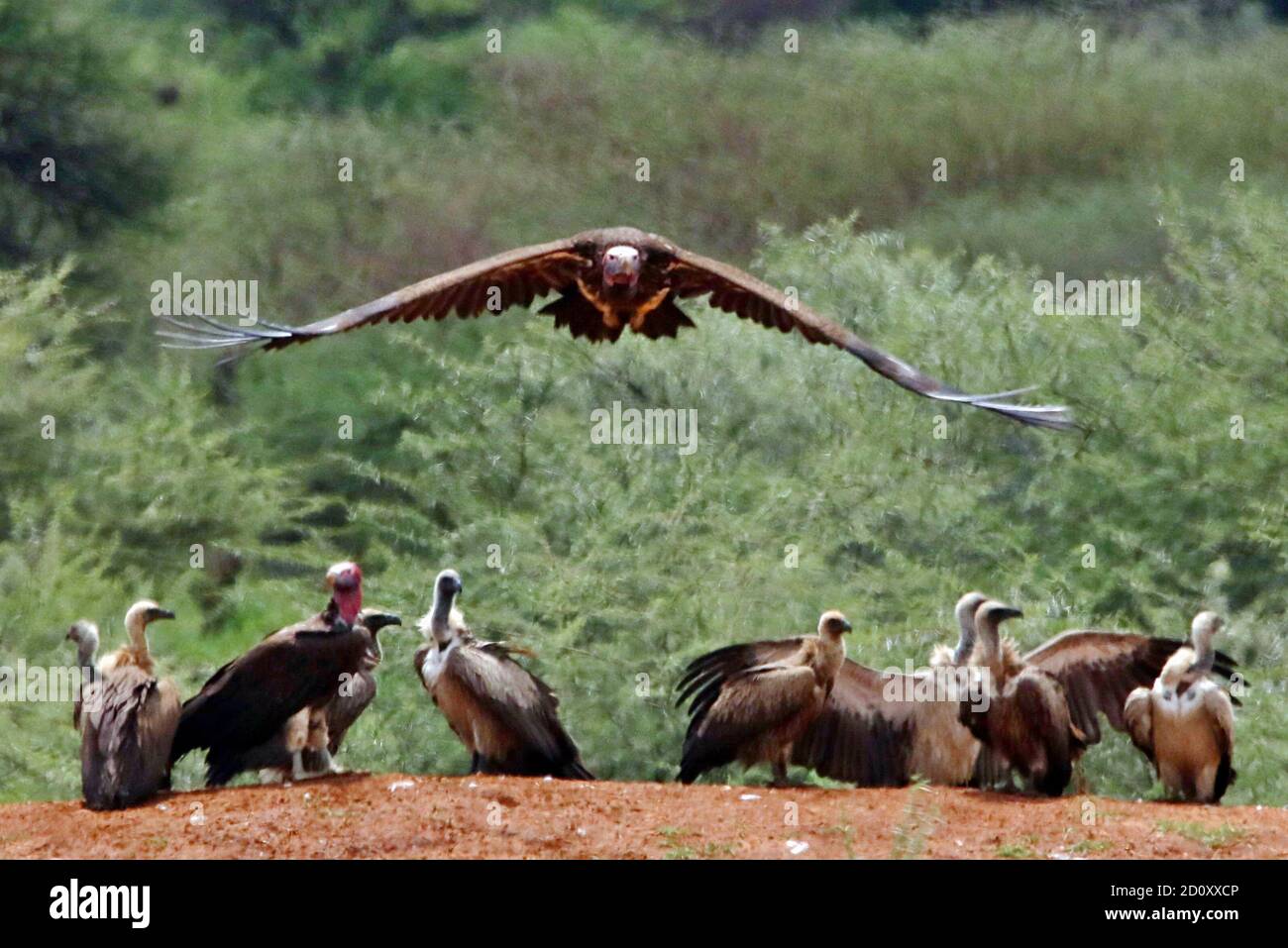 Birds of namibia hi-res stock photography and images - Alamy