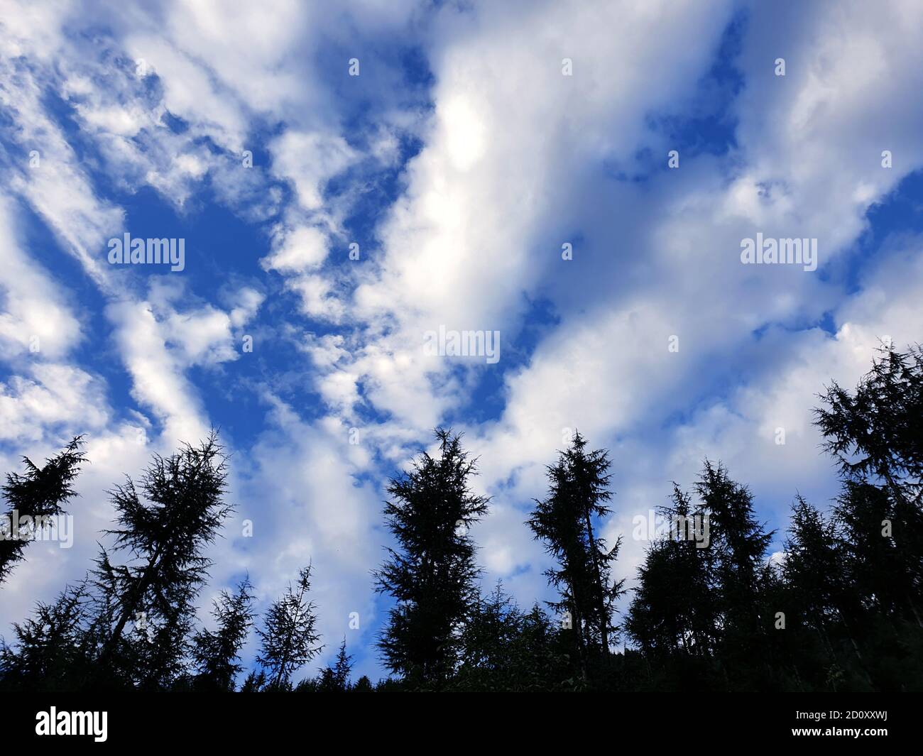 Paddy fields golden yellow and green. landscape nature huge beautiful ...